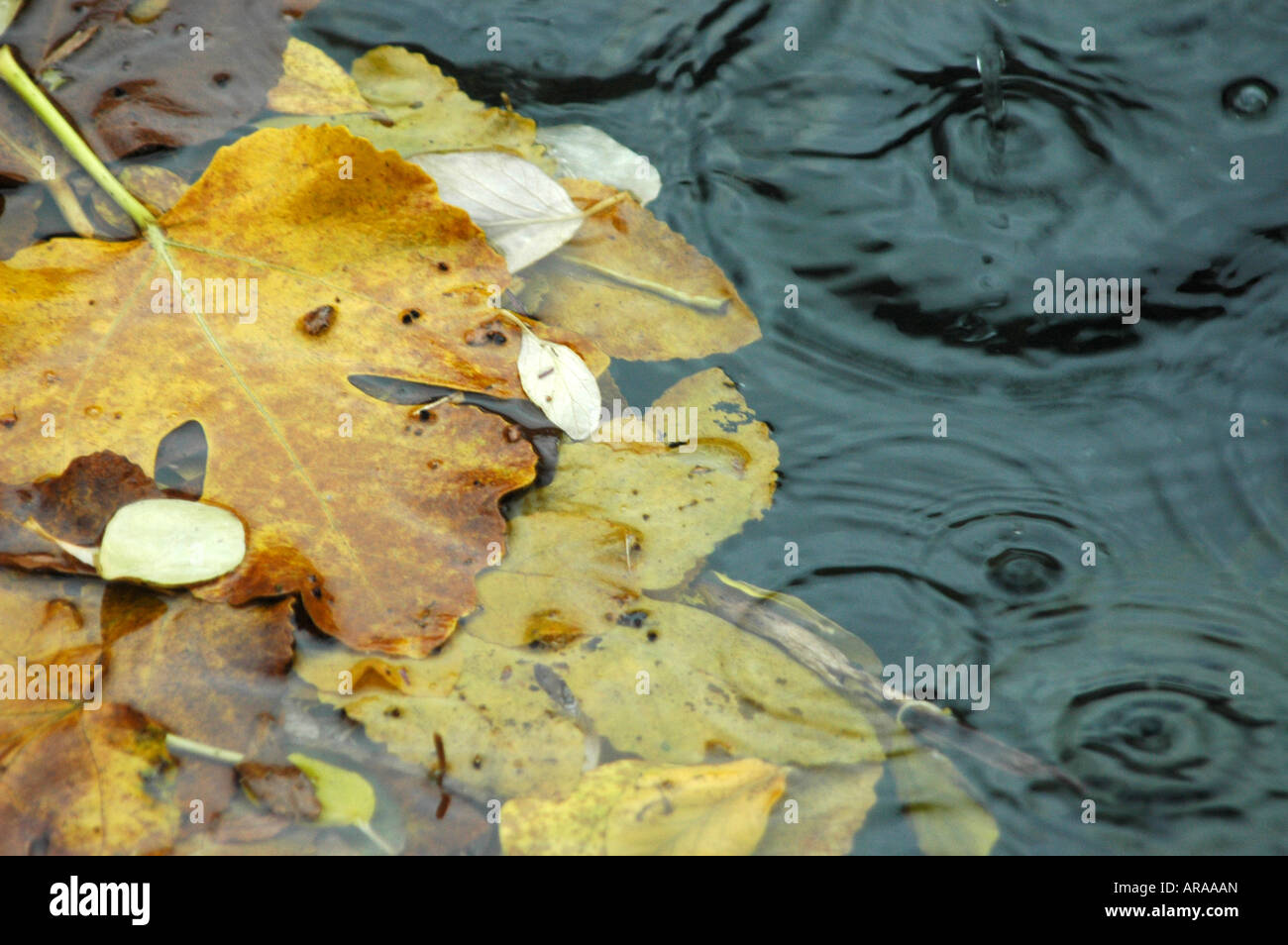 Autumn leaves floating in a water puddle Stock Photo - Alamy