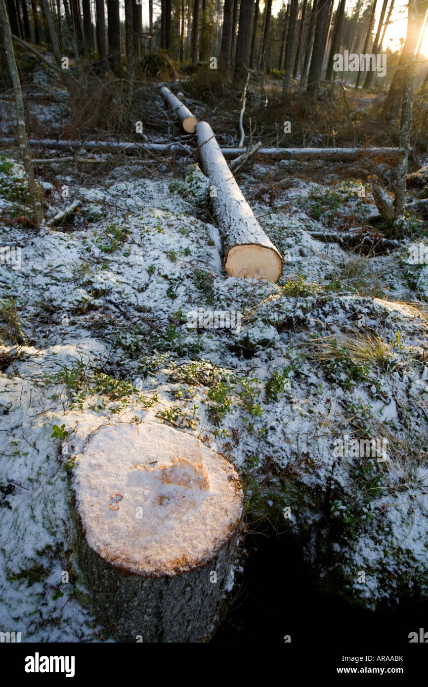 Bucked spruce and stump hi-res stock photography and images - Alamy