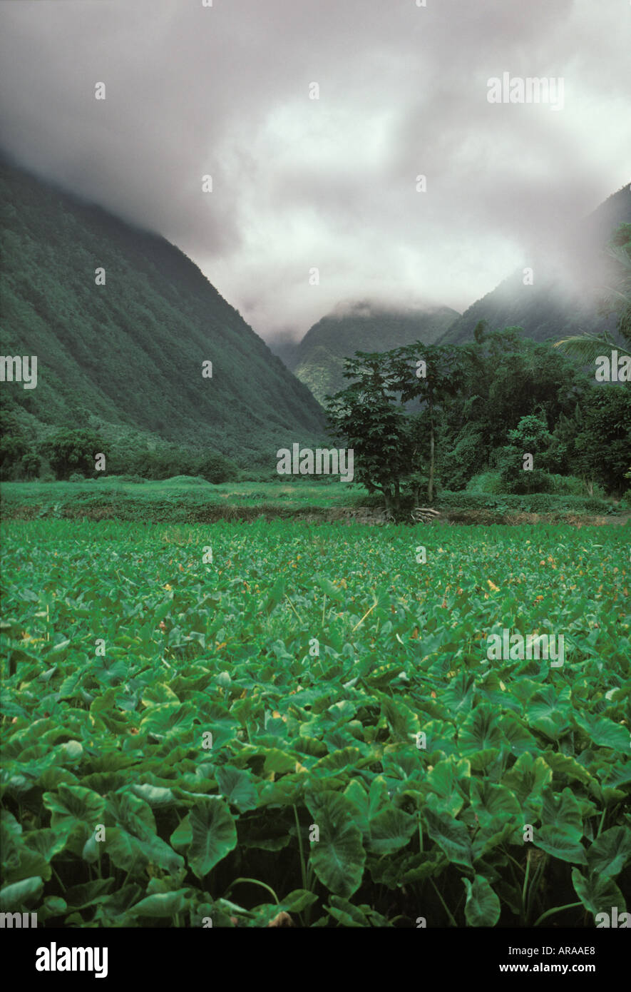 Taro Patch Hawaii Stock Photo - Alamy