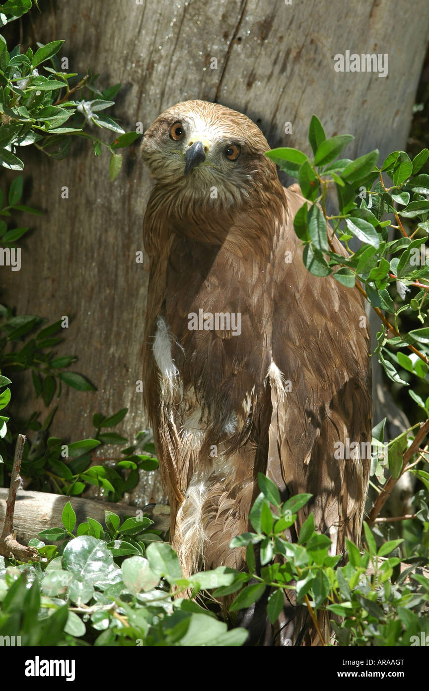 Short toed Eagle Circaetus gallicus Stock Photo - Alamy