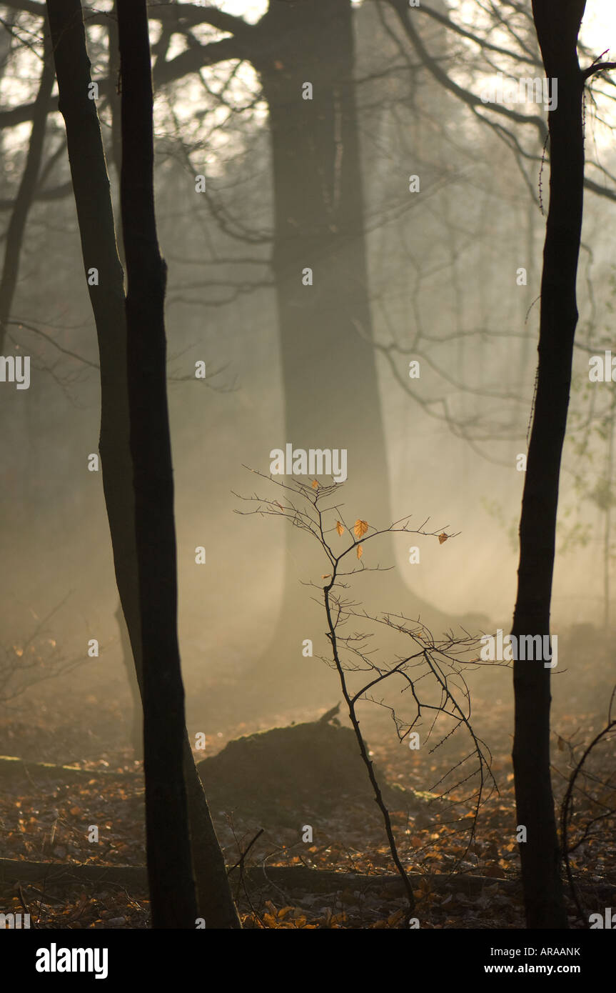 Sun and mist streaming through English countryside Stock Photo - Alamy