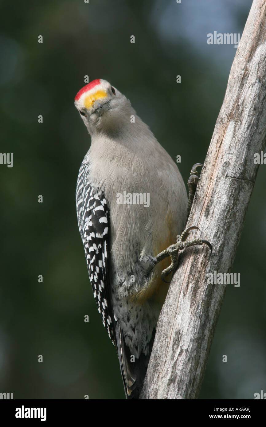 golden fronted woodpecker texas santa ana national wildlife refuge ...