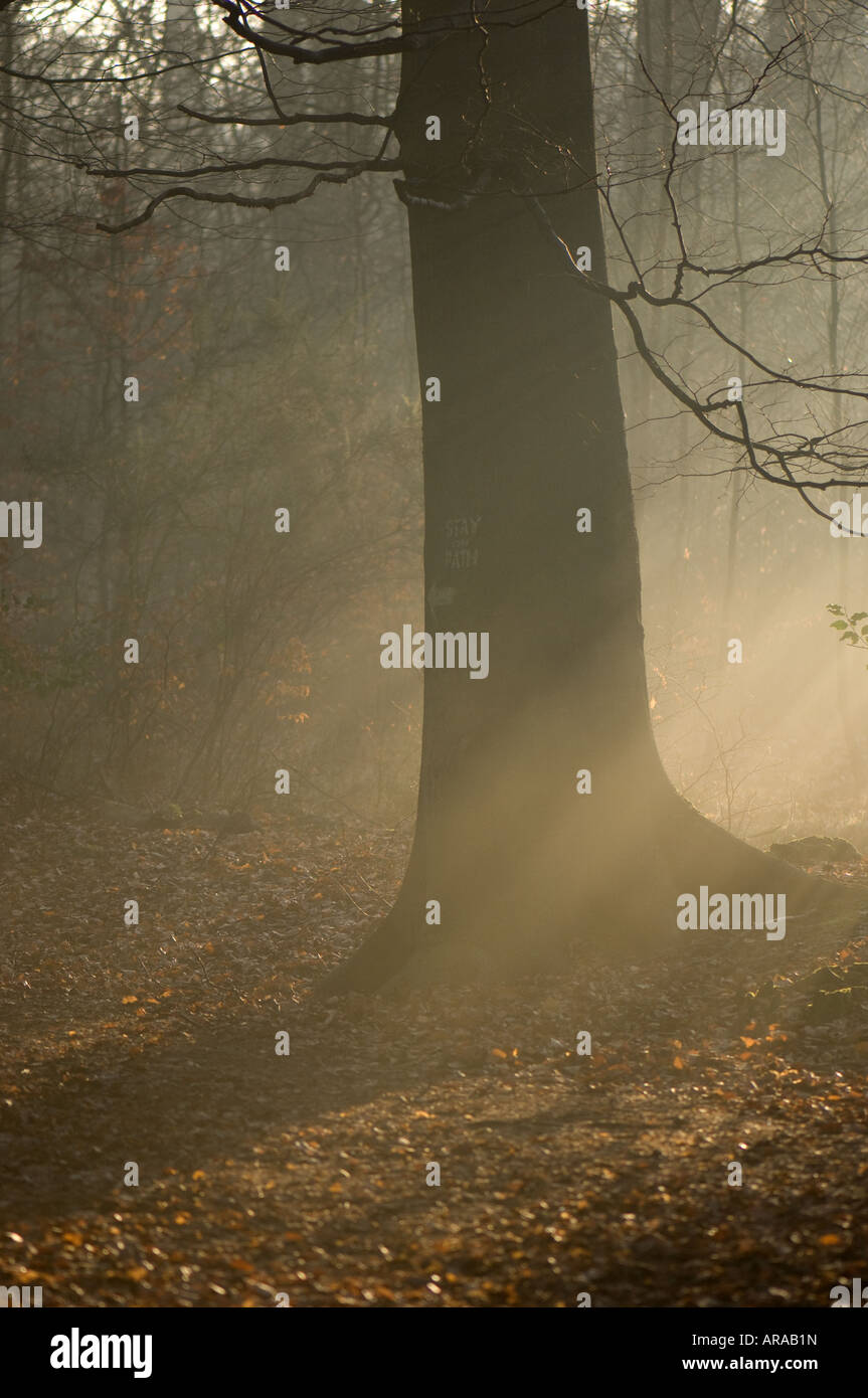 Sun and mist streaming through English countryside Stock Photo - Alamy