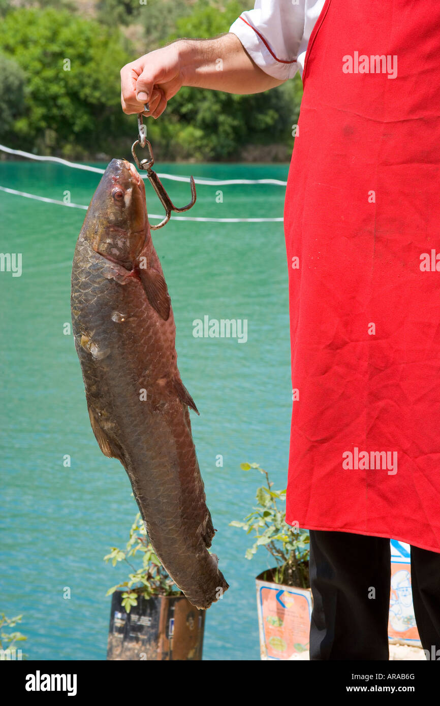 Shaboot Fish Birecik Dam lake on the Euphrates river Halfeti Urfa ...