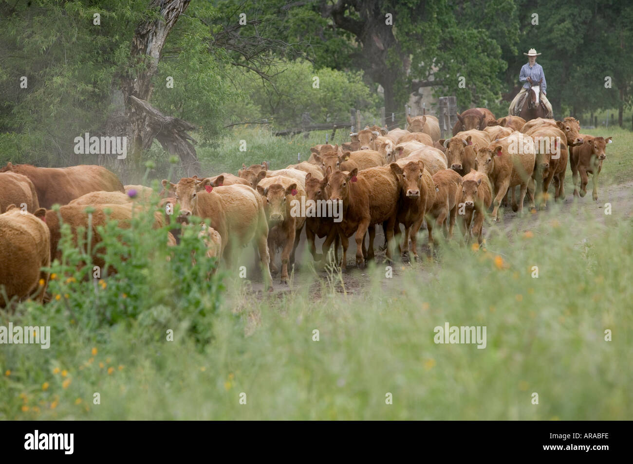 Slaughter ranch hi-res stock photography and images - Alamy