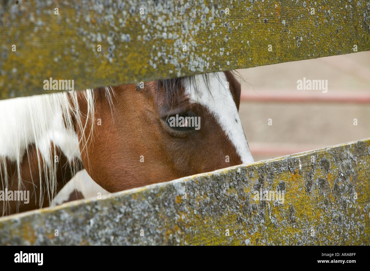 horse in corral Stock Photo - Alamy