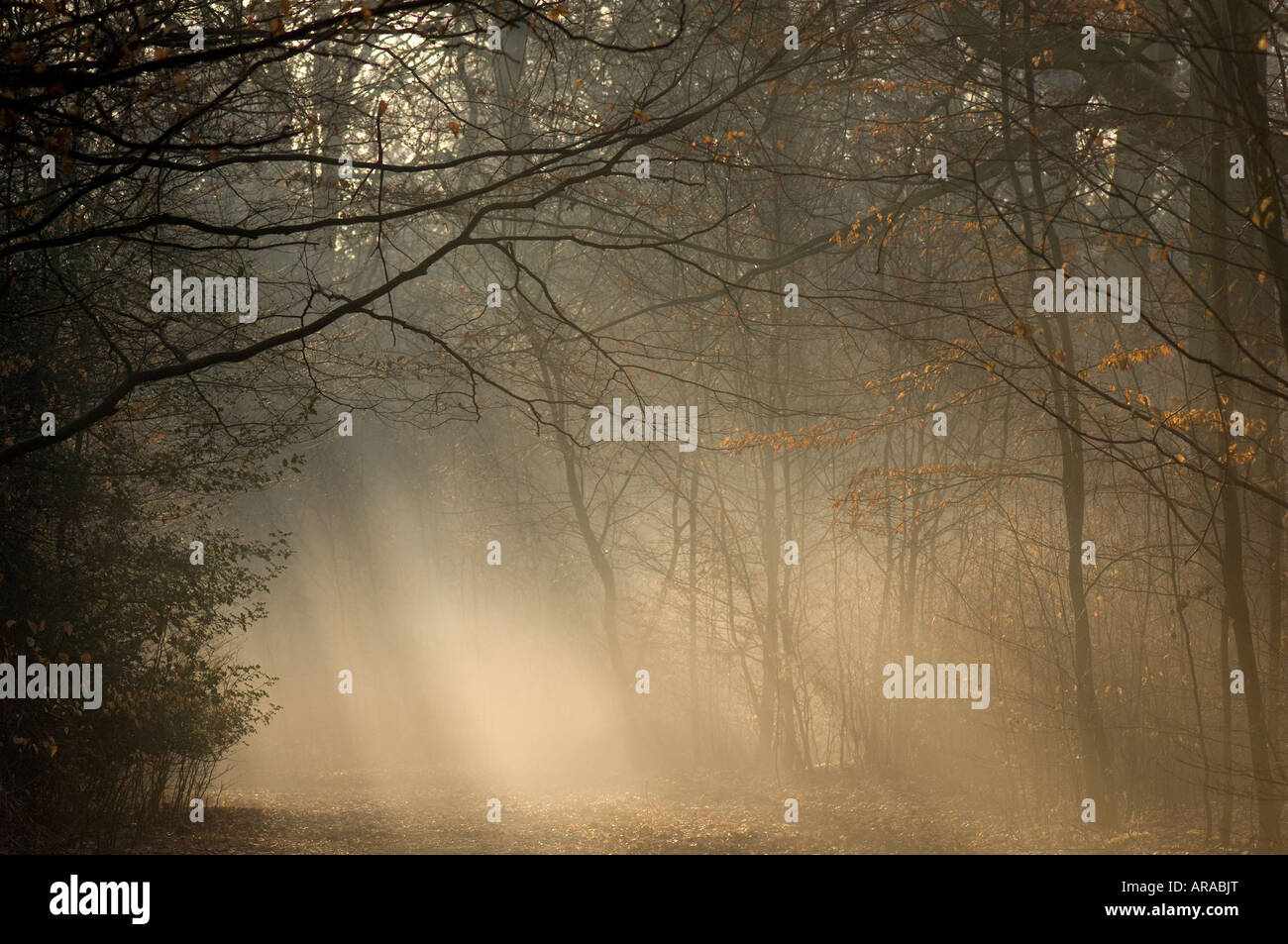 Sun and mist streaming through English countryside Stock Photo - Alamy