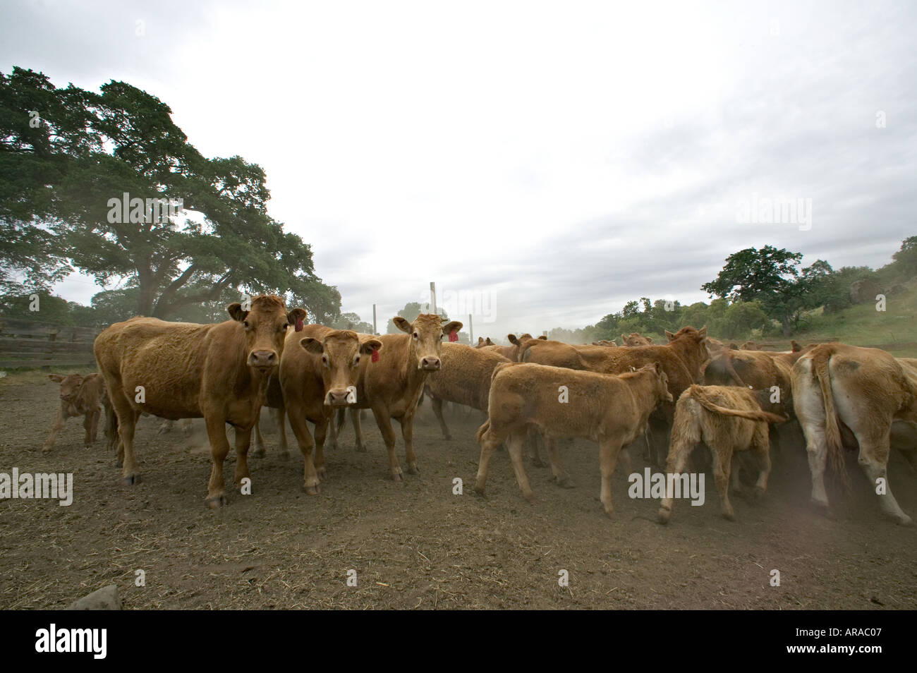 Slaughter ranch hi-res stock photography and images - Alamy