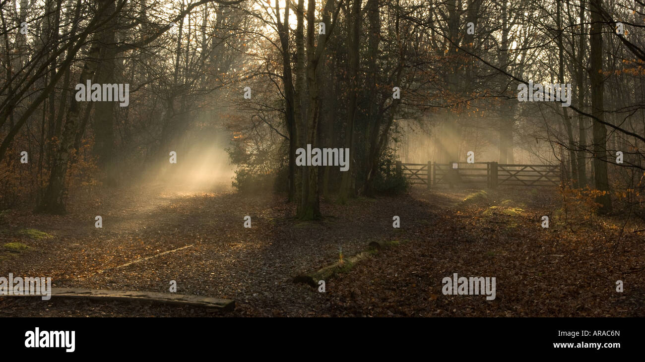 Sun and mist streaming through English countryside Stock Photo - Alamy