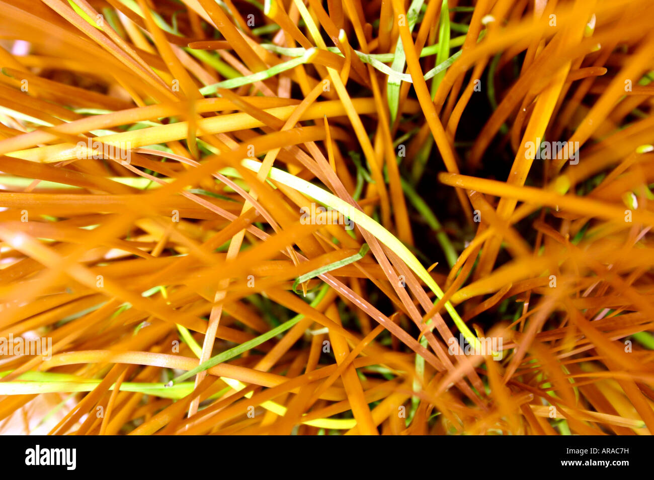 Yellow field - Landscape yellow grass Stock Photo - Alamy