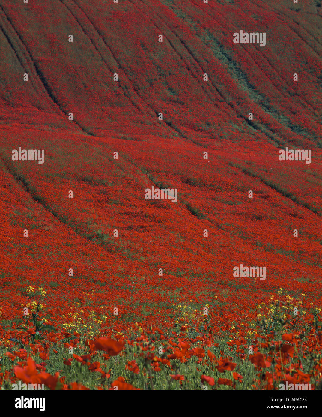 Red poppy bleeding hi-res stock photography and images - Alamy