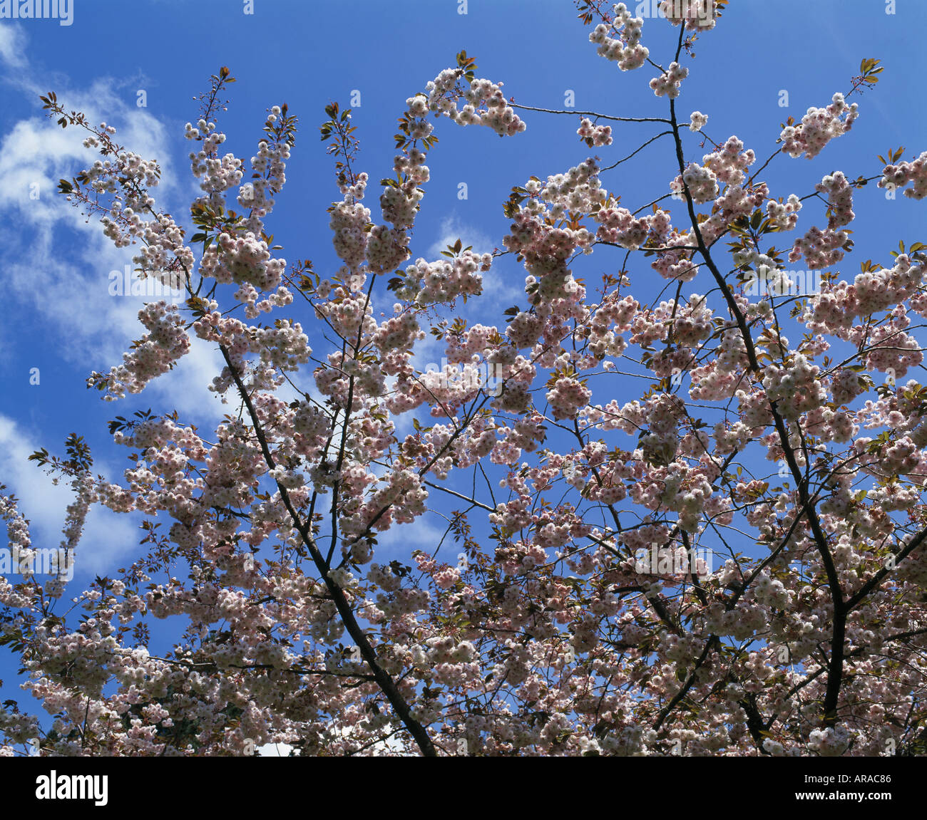 A view looking up through a Prunus tree at Trelissick Garden Cornwall ...