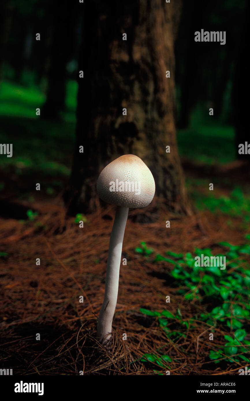 Tall mushrooms hi-res stock photography and images - Alamy