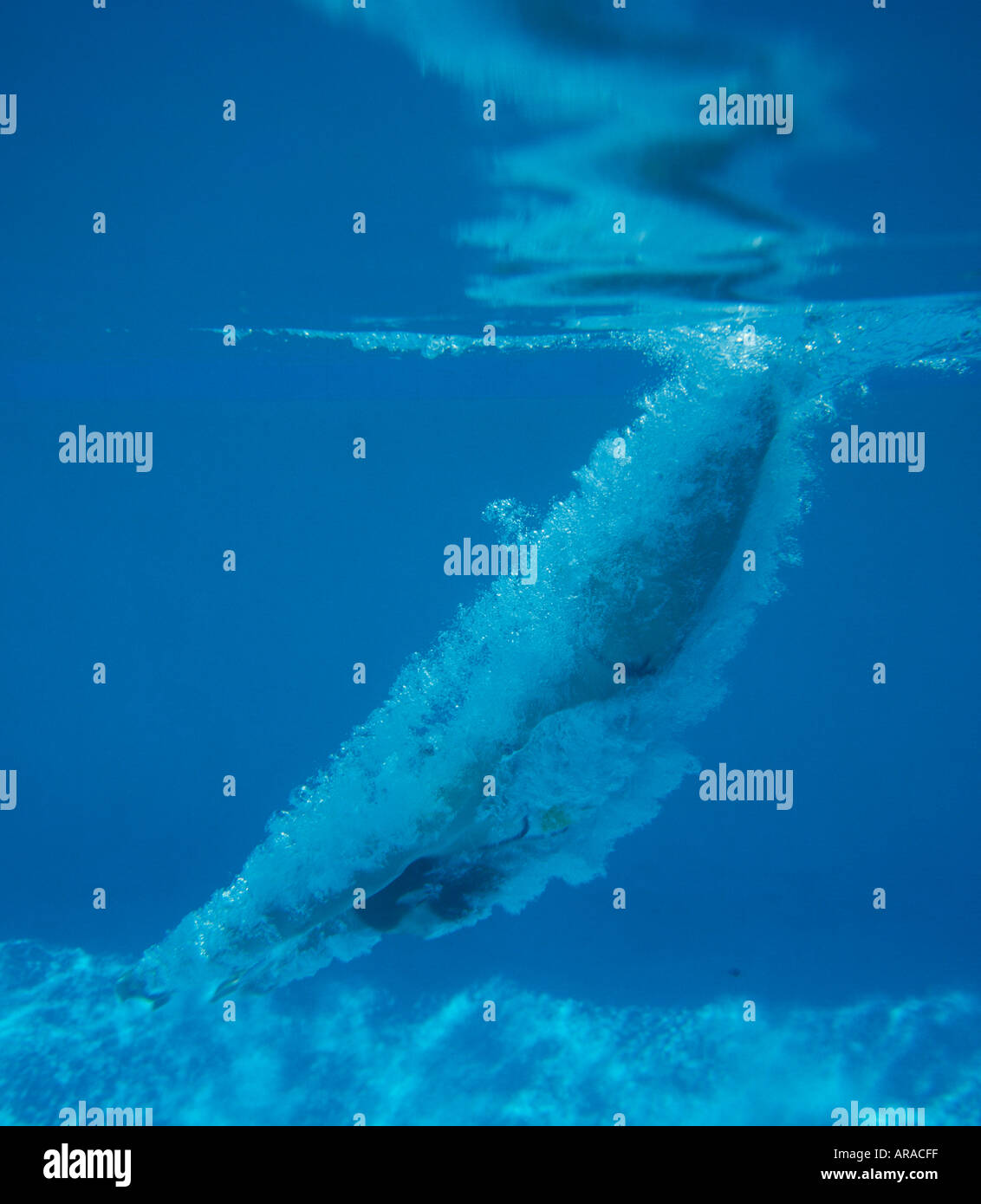 young woman diving into swimming pool Stock Photo - Alamy