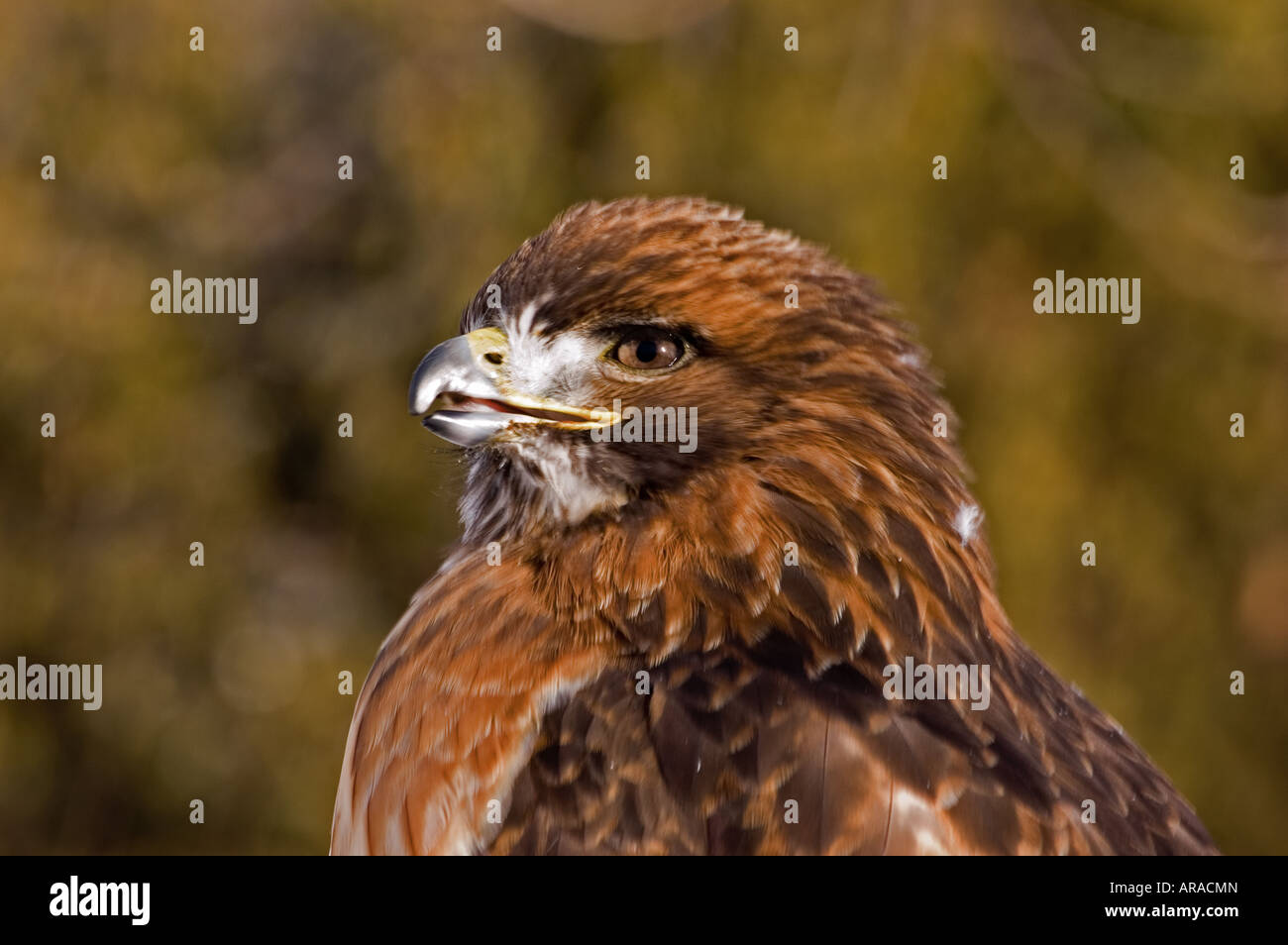 A Red-tailed Hawk Stock Photo - Alamy
