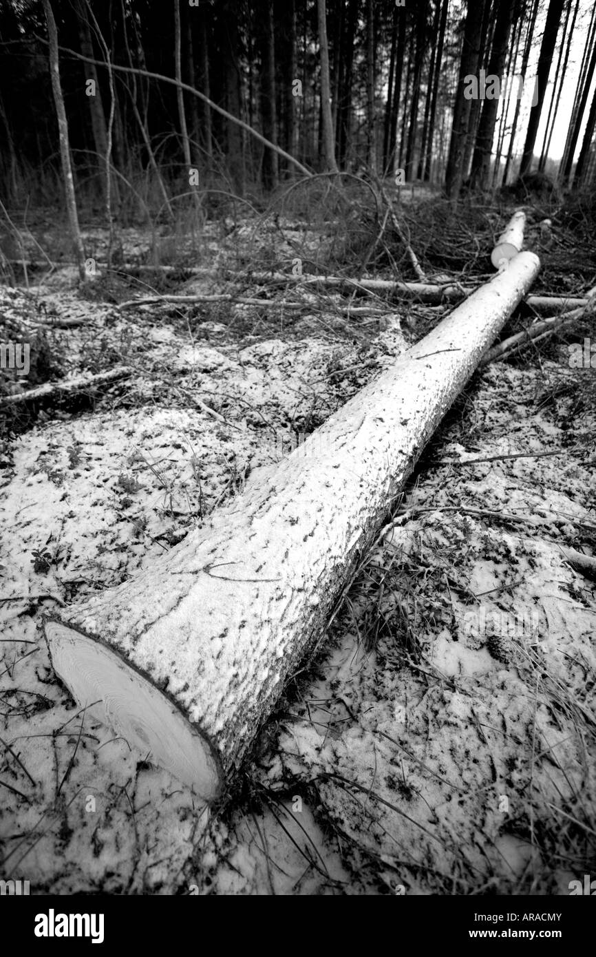 Taiga logging Black and White Stock Photos & Images - Alamy