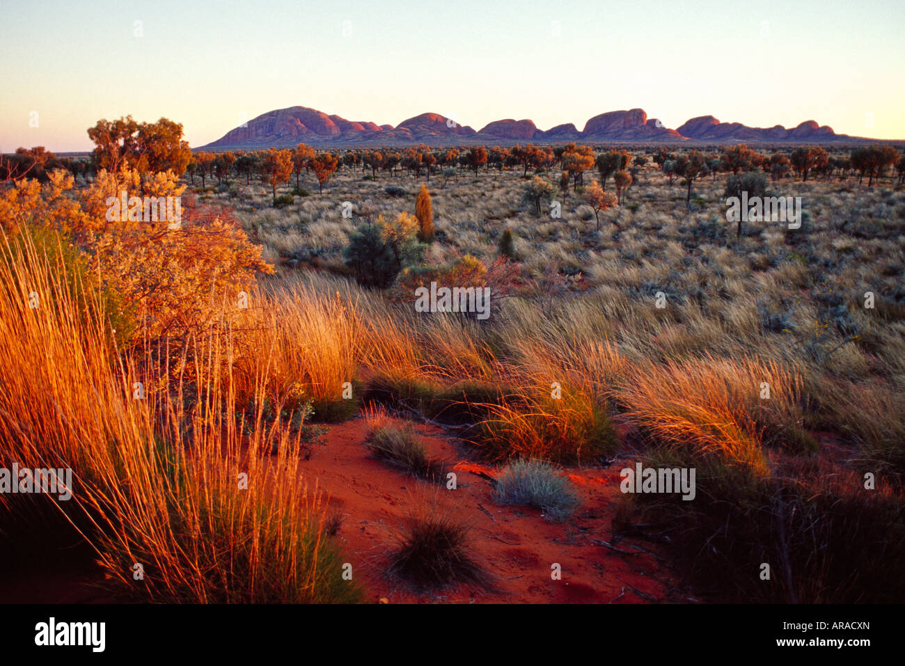Kata Tjuta The Olgas at sunrise Uluru Kata Tjuta National Park Northern ...