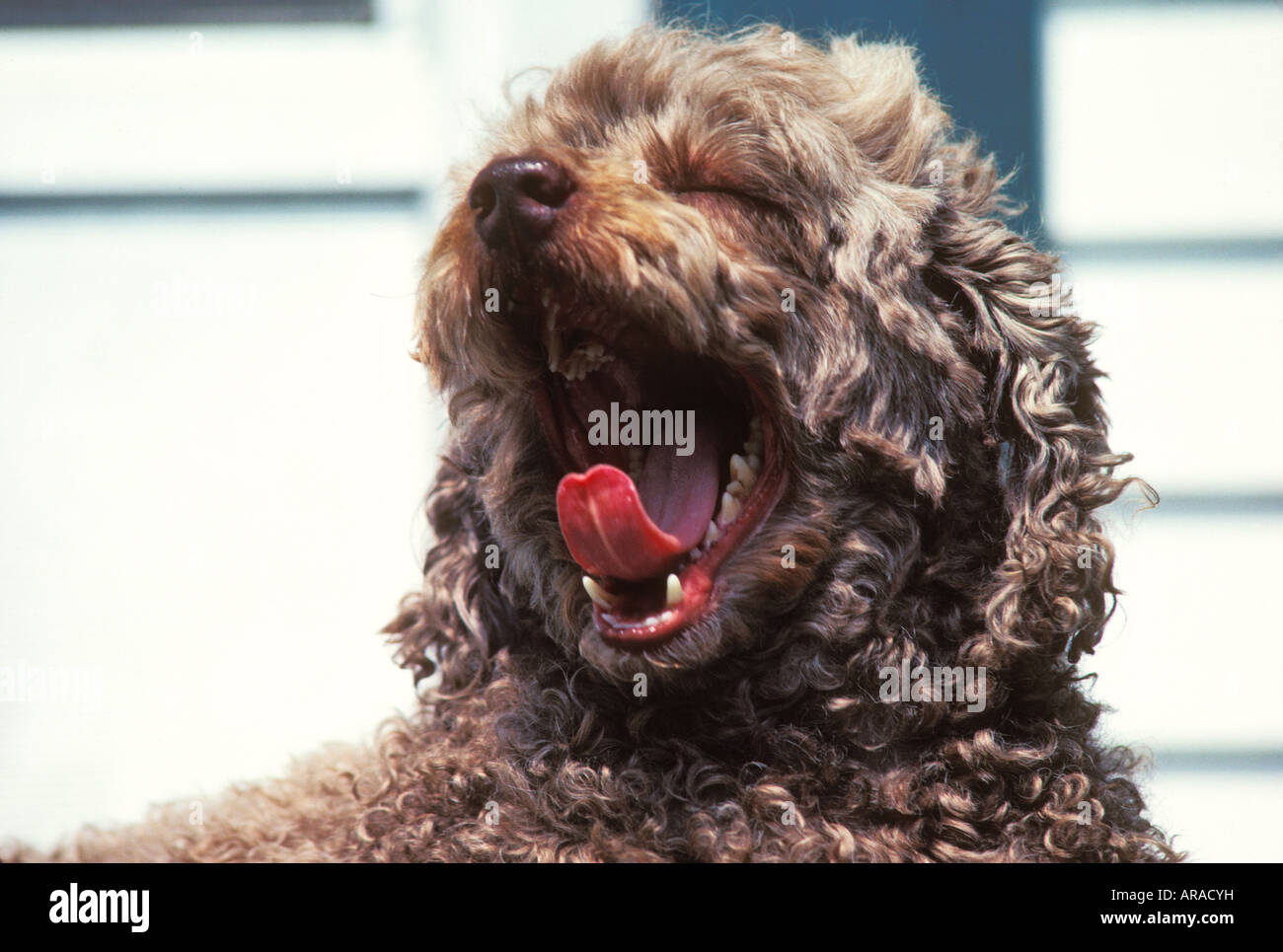 toy poodle yawning Stock Photo - Alamy