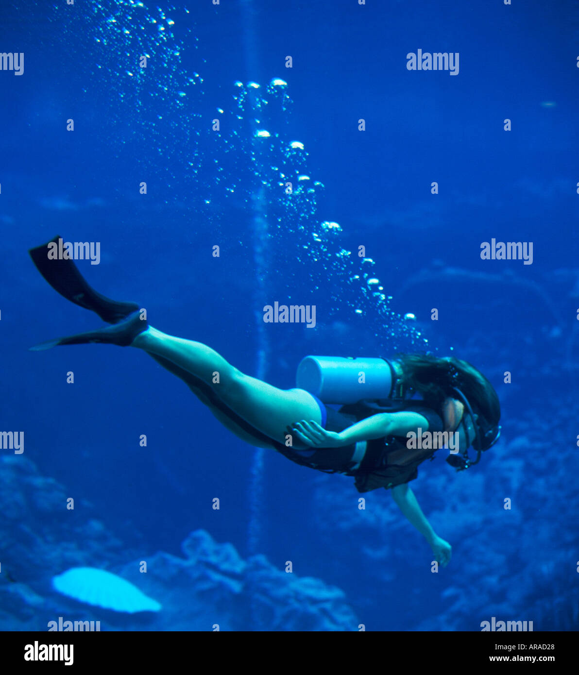 Skin diver exploring caves florida hi-res stock photography and images ...