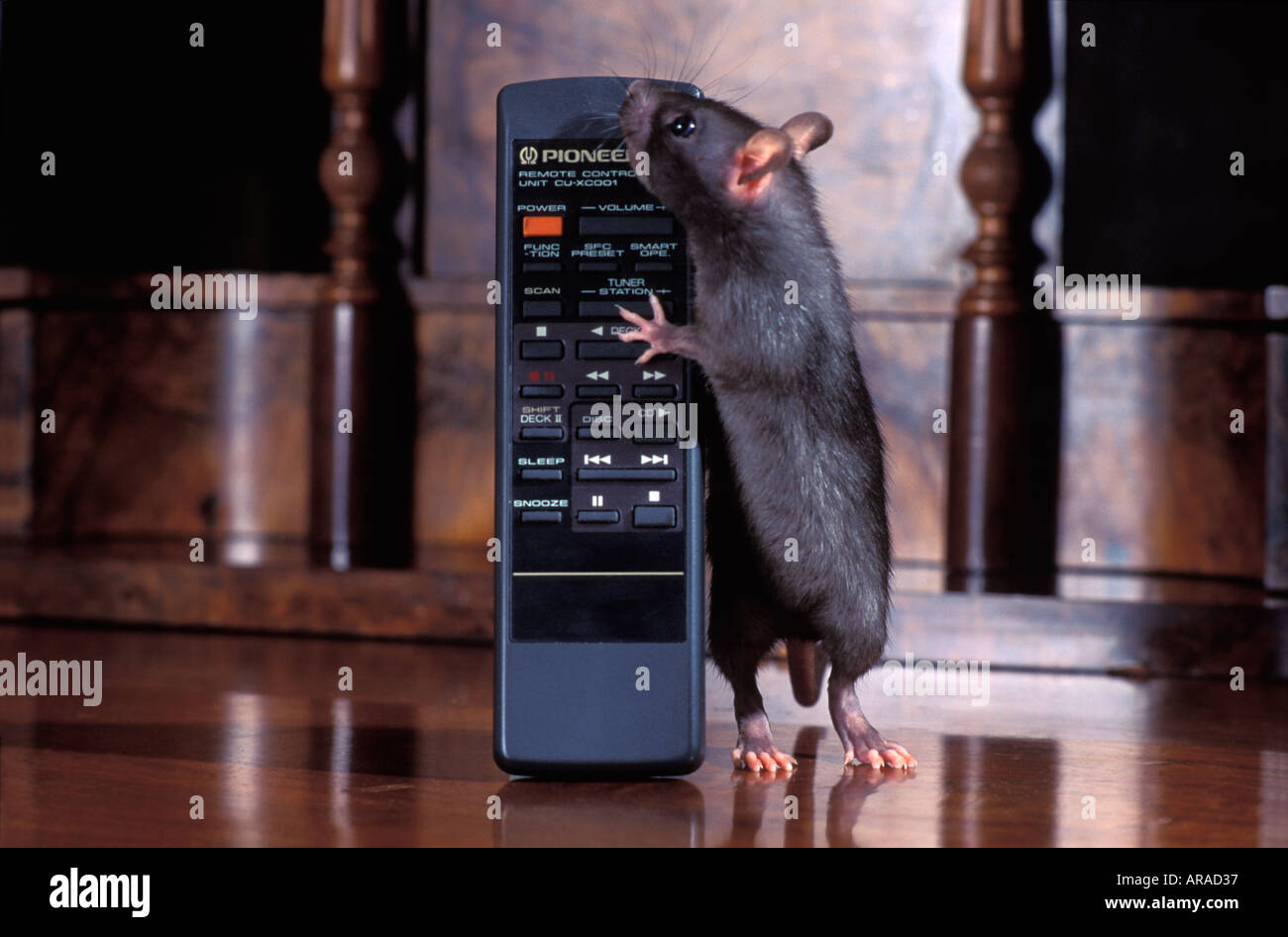 Rat experiment hi-res stock photography and images - Alamy