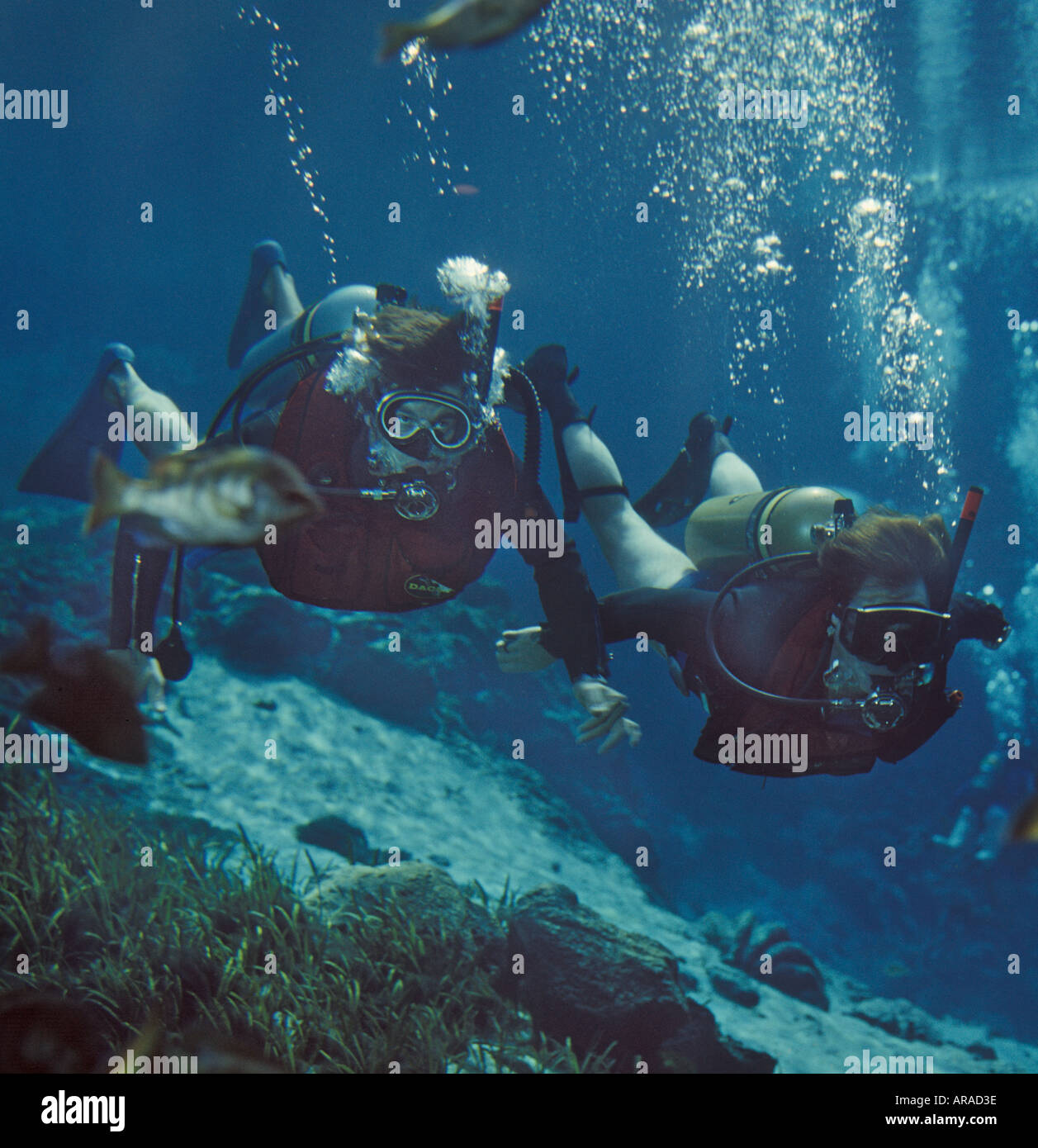 Skin Divers High Resolution Stock Photography and Images - Alamy