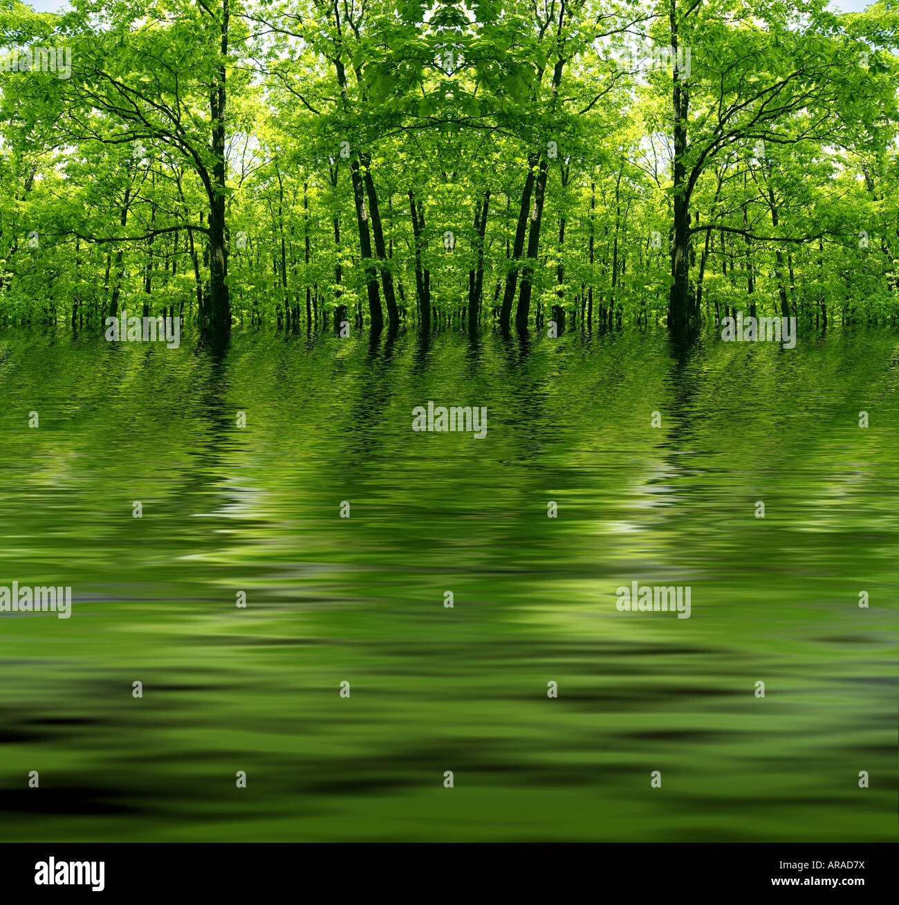 green forest on a river Stock Photo - Alamy