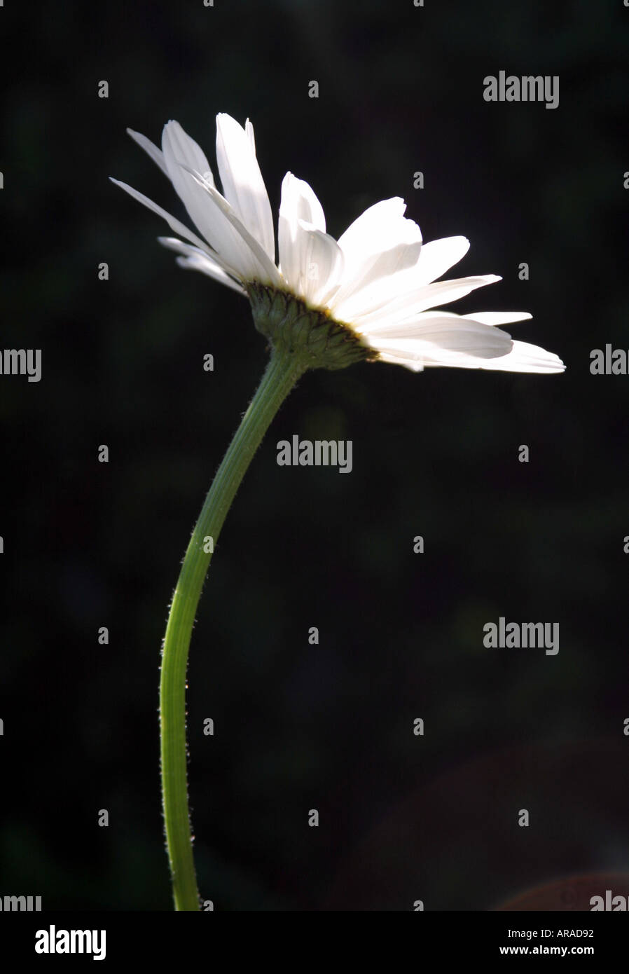 Daisy form hi-res stock photography and images - Alamy