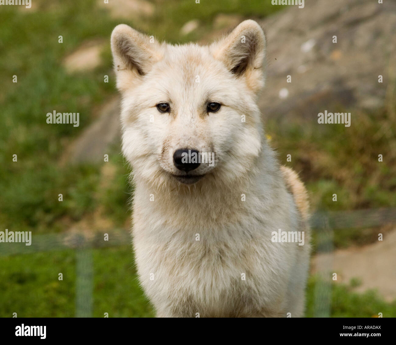 Parc omega wolf hi-res stock photography and images - Alamy