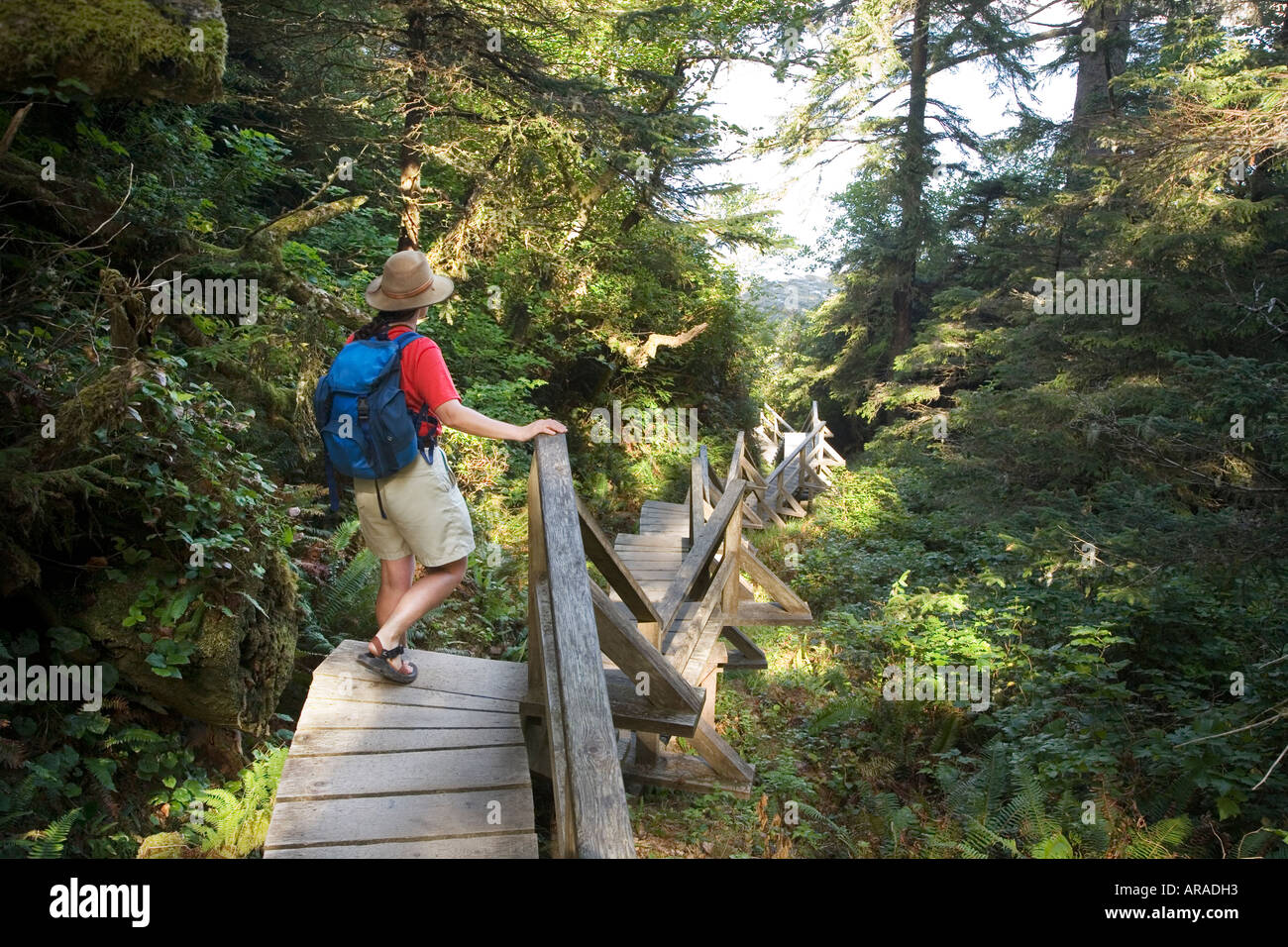 Boardwalk steps leading to Florencia Bay on the Willowbrae trail ...