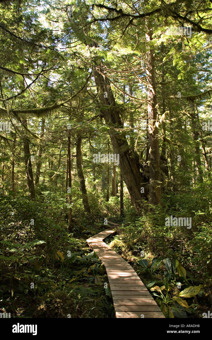 Boardwalk on the Willowbrae trail Pacific Rim national park Vancouver ...