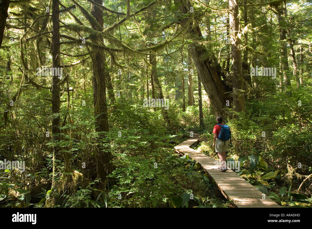 Female hiker on wooden boardwalk hi-res stock photography and images ...