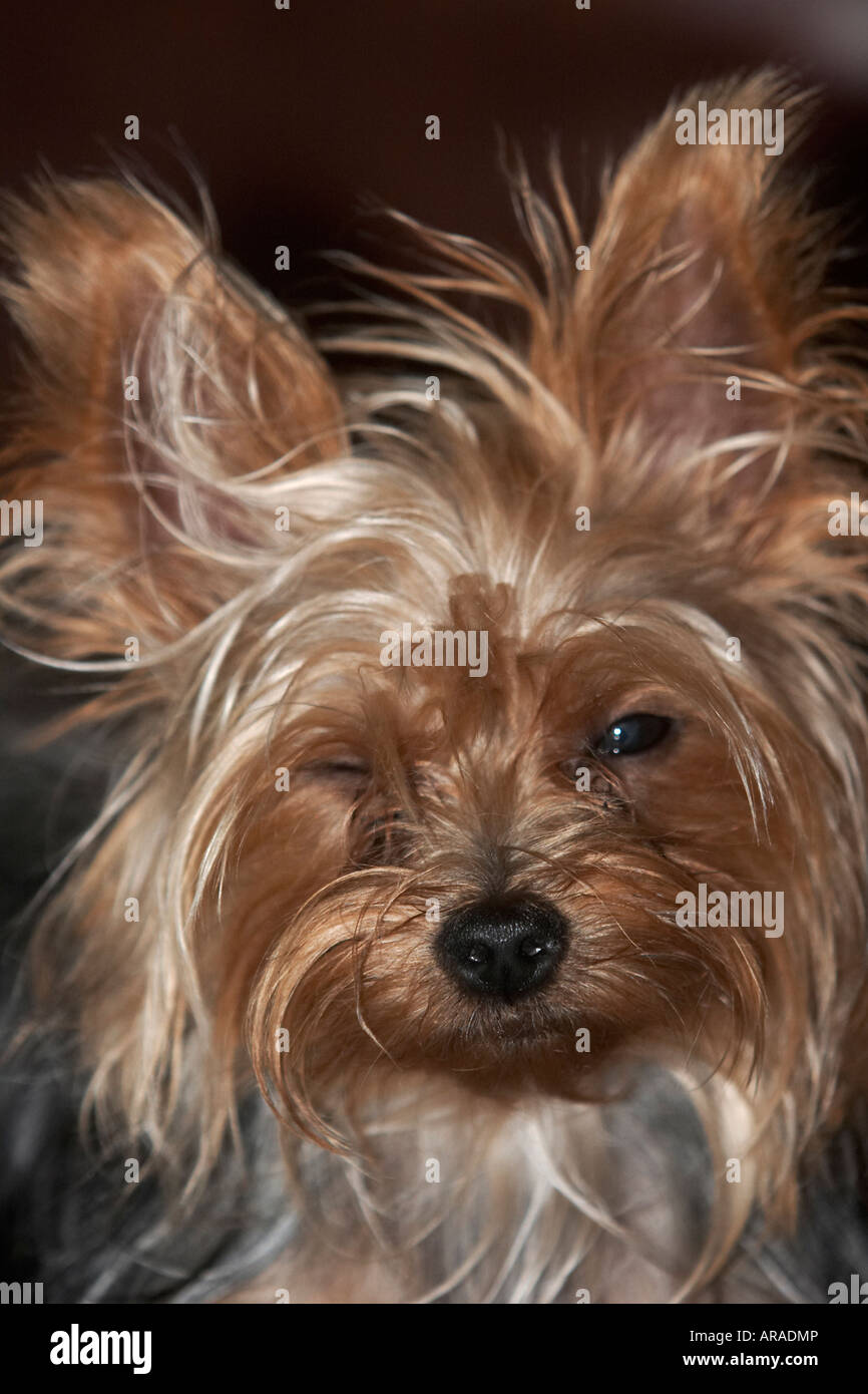 Yorkie with bad hair Stock Photo - Alamy