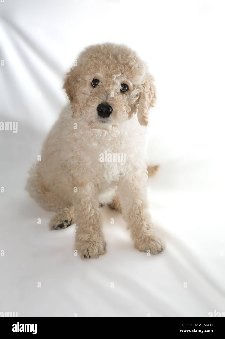 Cute labradoodle puppy against white background Stock Photo - Alamy