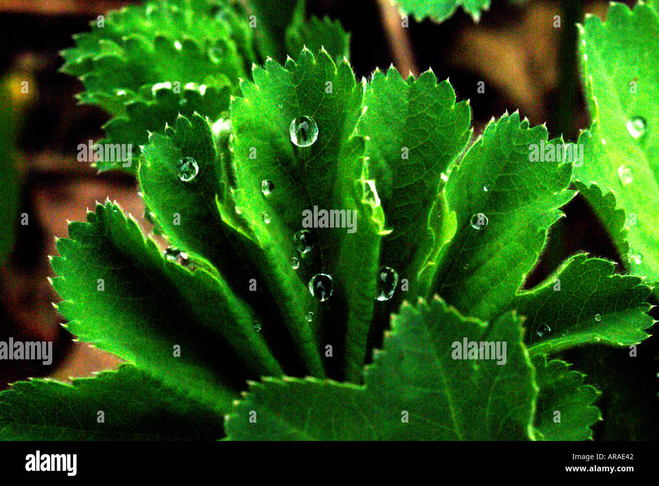 Leaves with wavy edges hi-res stock photography and images - Alamy