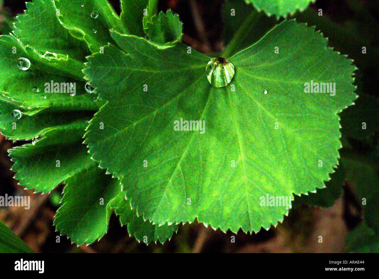 Leaves with wavy edges hi-res stock photography and images - Alamy