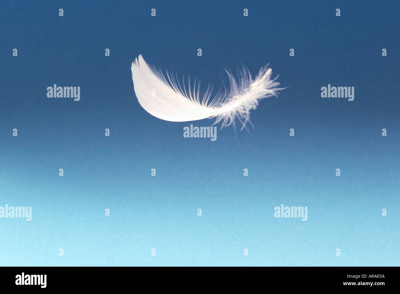Wafting fly hi-res stock photography and images - Alamy