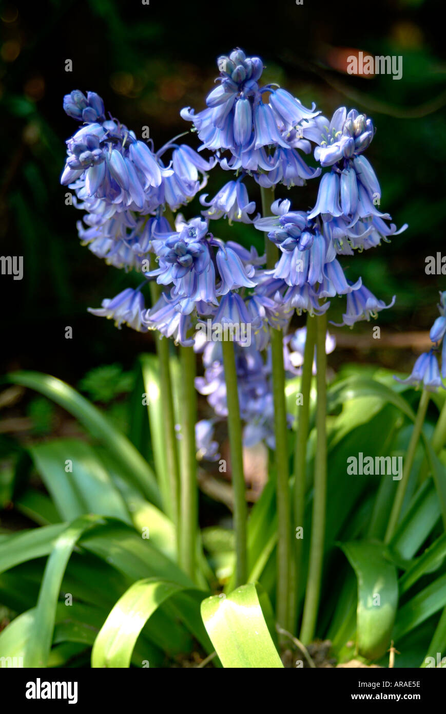 Liliaceae endymion non scriptus hi-res stock photography and images - Alamy