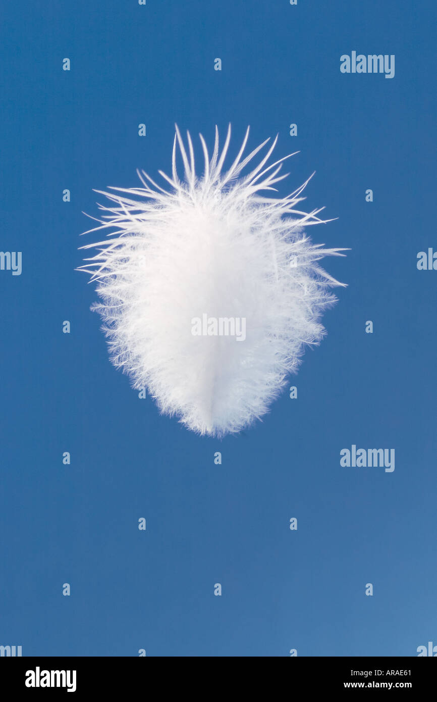 pigeon tiny down Stock Photo - Alamy