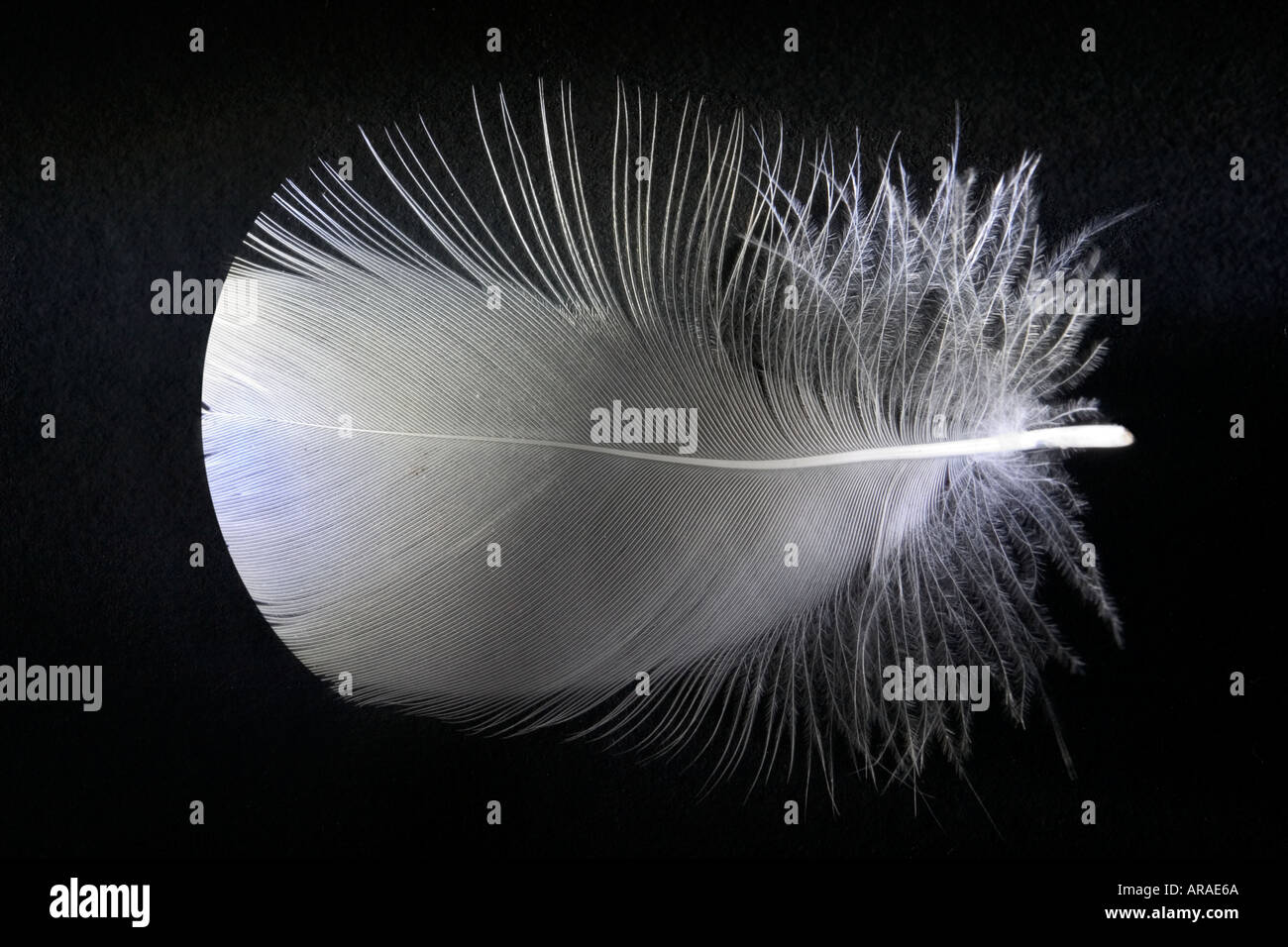 Swan feather hi-res stock photography and images - Alamy