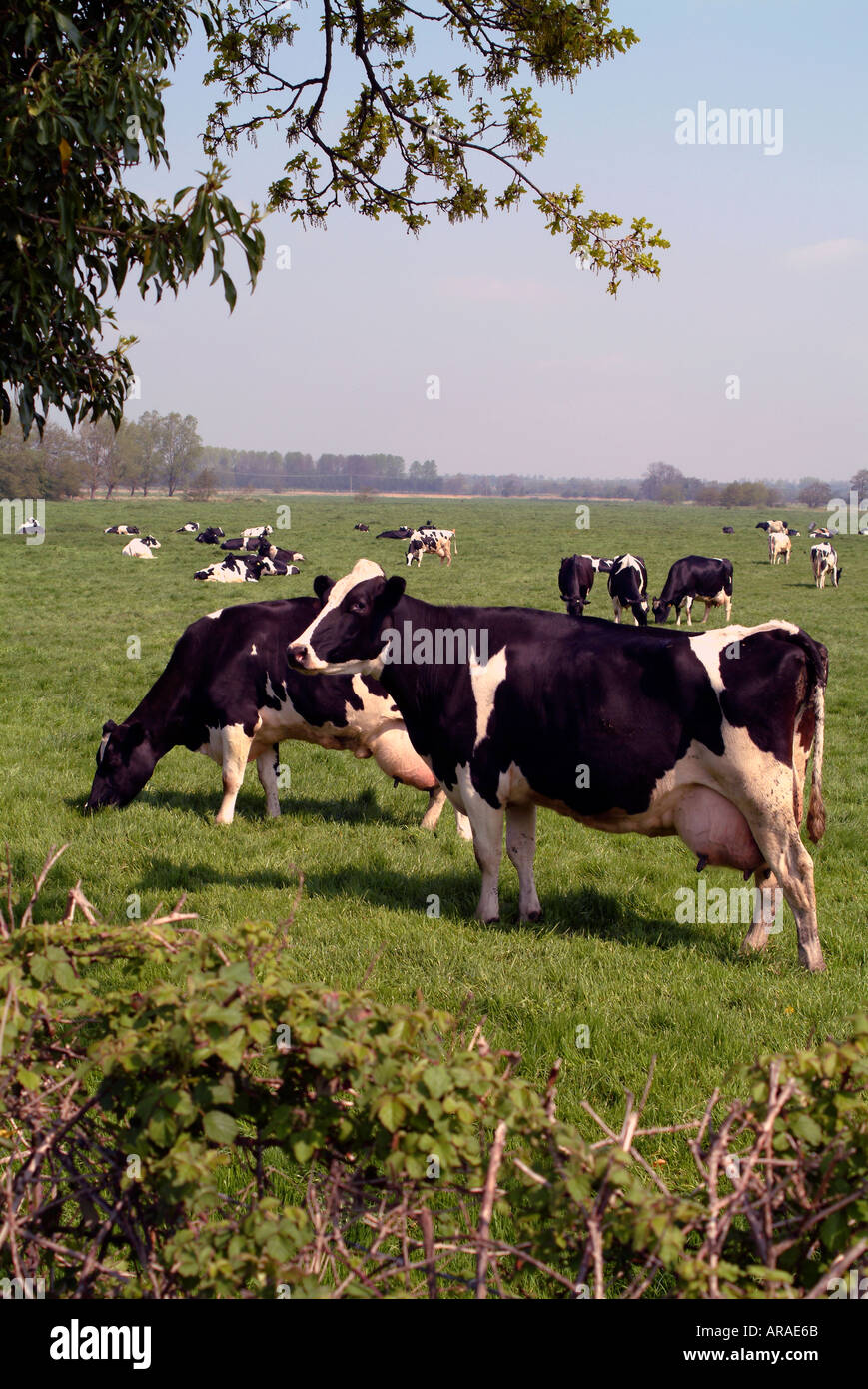 Bungay suffolk food hi-res stock photography and images - Alamy