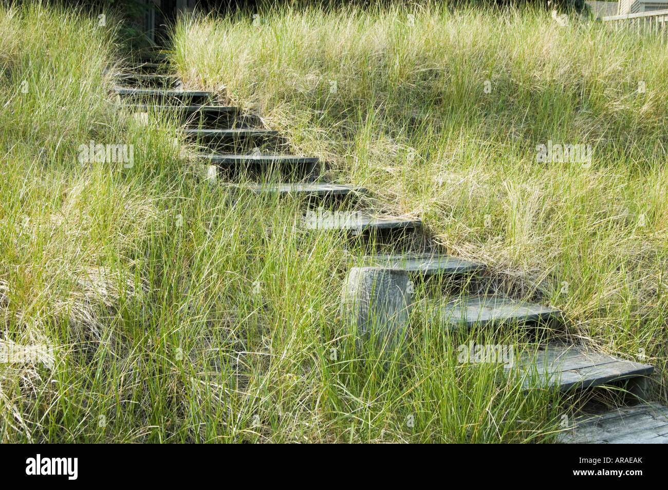 Weathered steps in high overgrown grass, a wooden outdoor staircase in ...