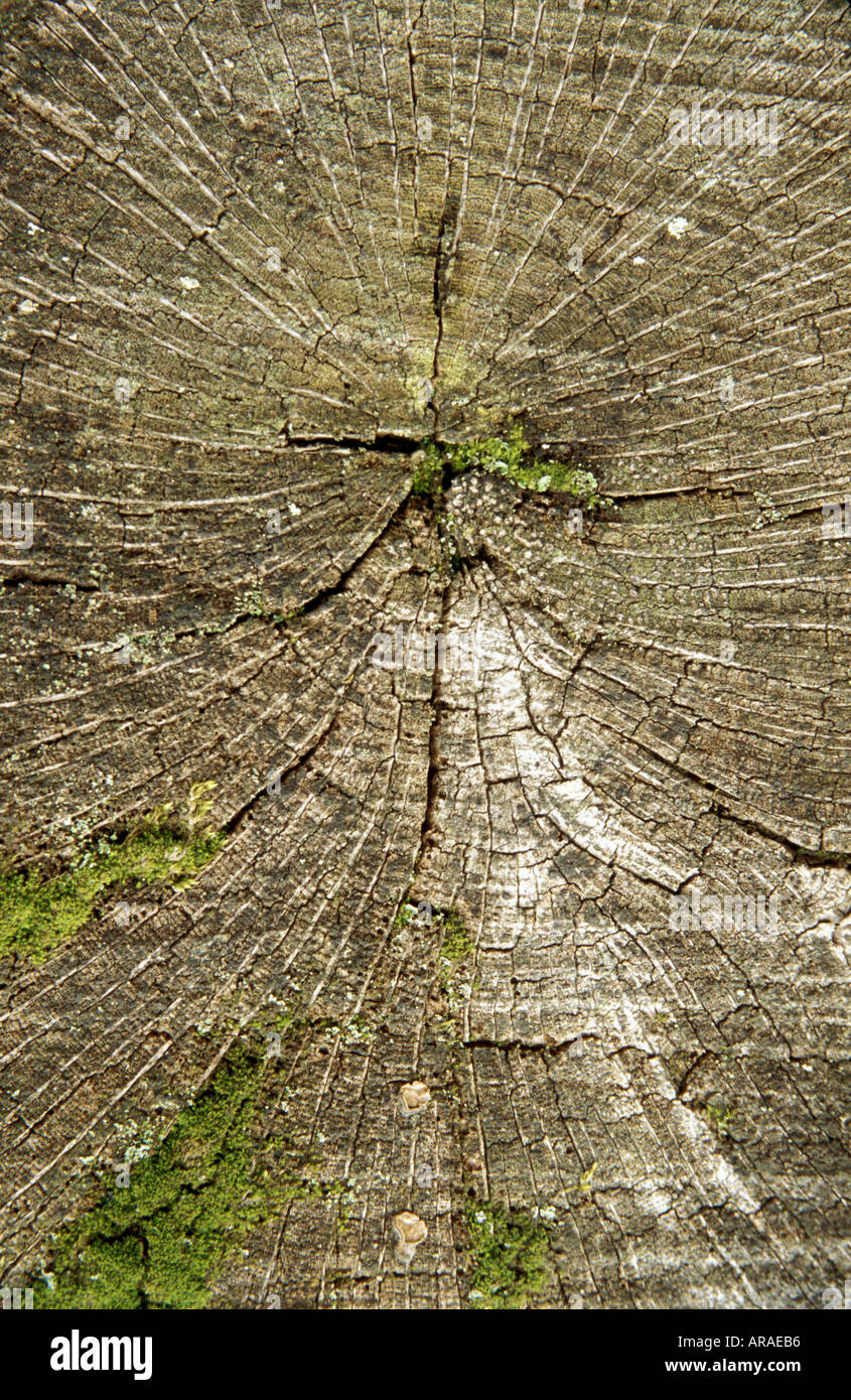 Japanese wood cut hi-res stock photography and images - Alamy