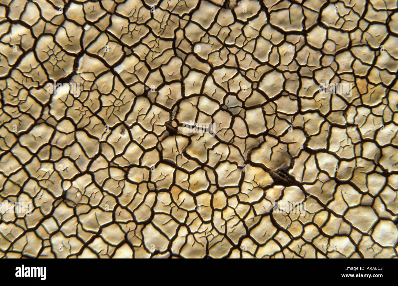 Groove stria hi-res stock photography and images - Alamy