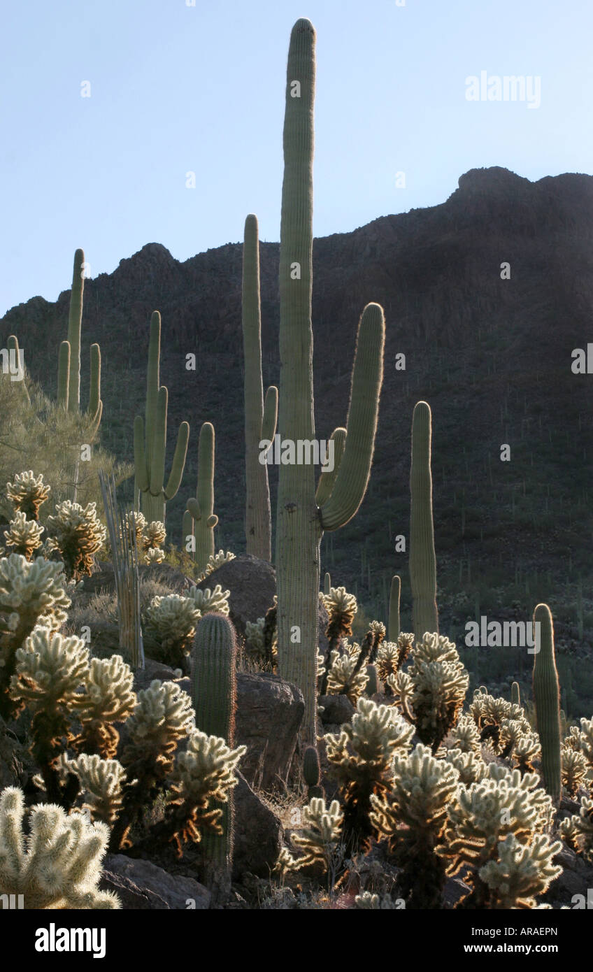 saguaro cactus desert Stock Photo - Alamy
