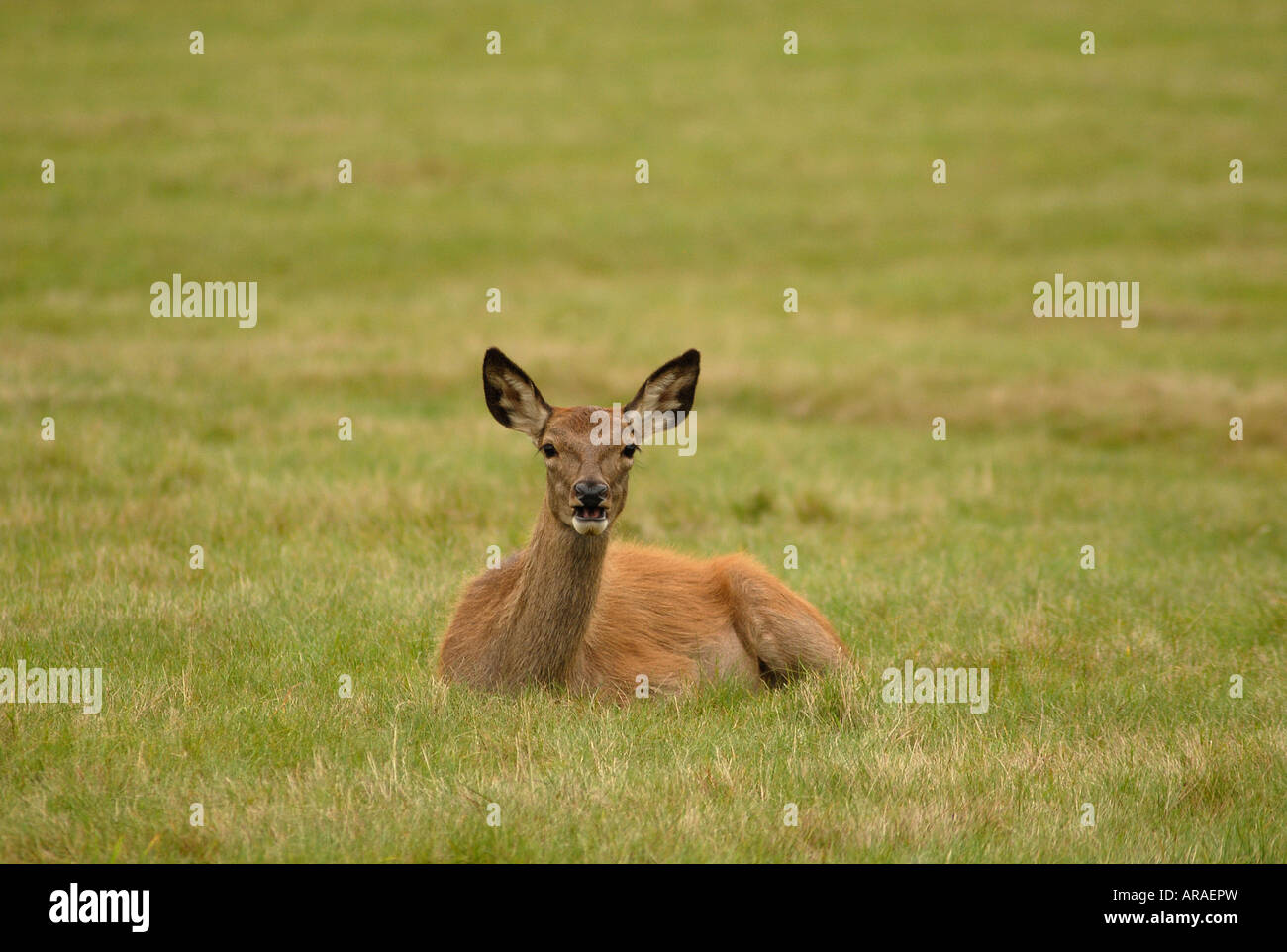 Young deer facing forward hi-res stock photography and images - Alamy