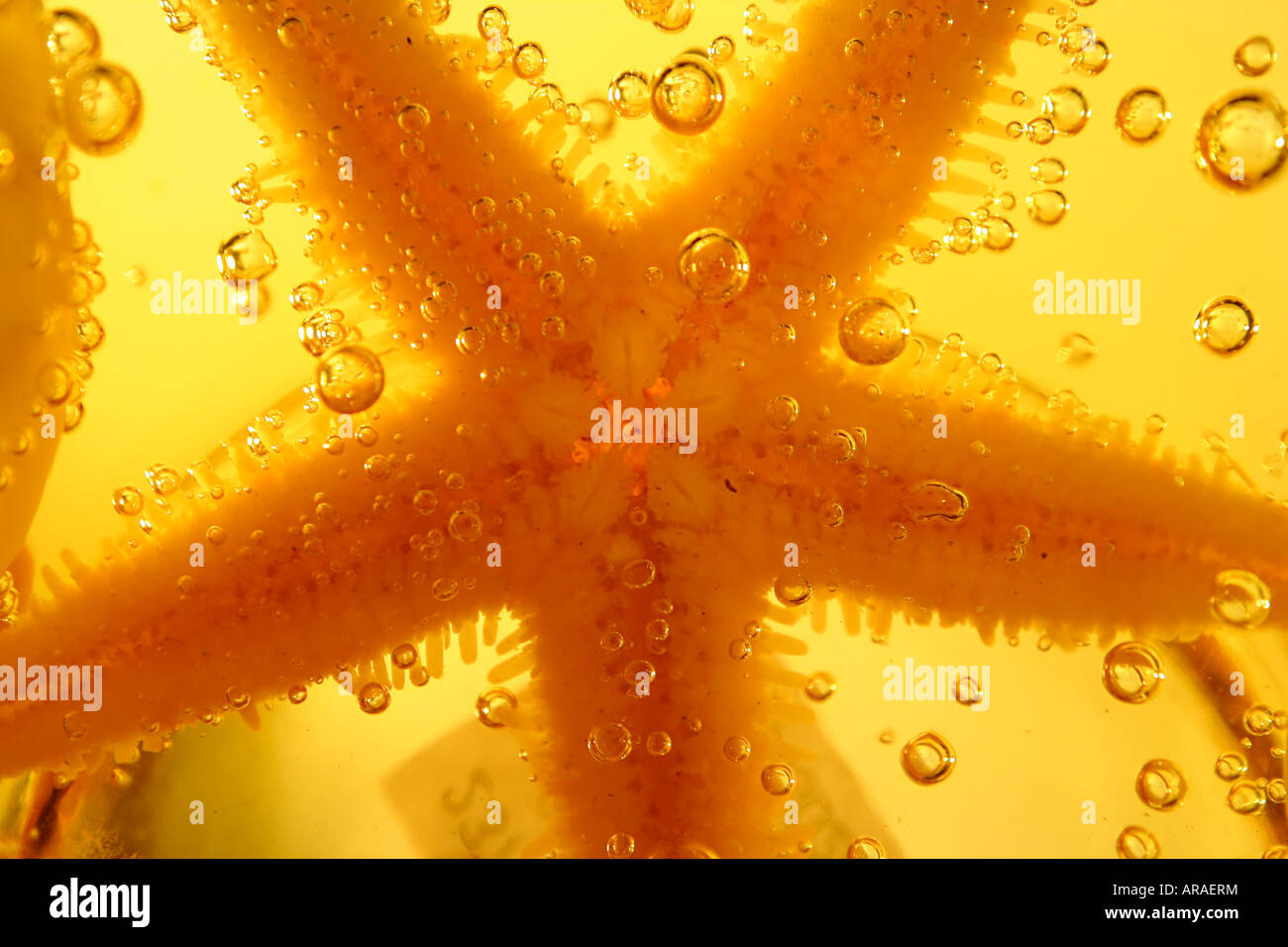 Starfishbackground hi-res stock photography and images - Alamy