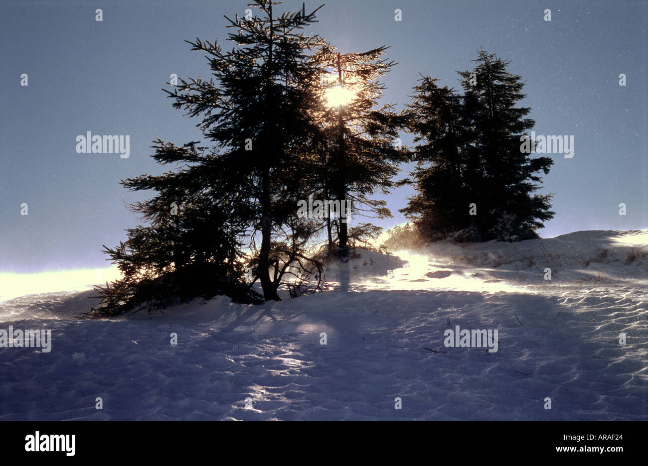 Sunlit tree silhouette Stock Photo - Alamy