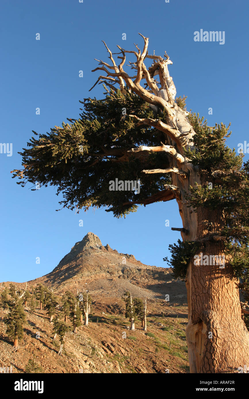 old pine tree sequoia national park california Stock Photo - Alamy
