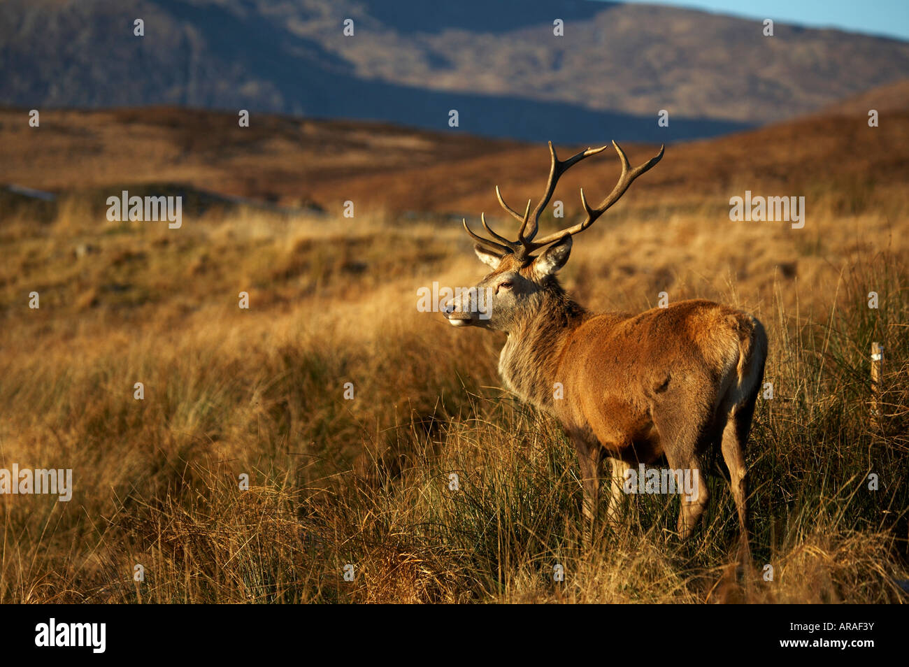 Wild Red Deer stag in the Scottish countryside Stock Photo - Alamy