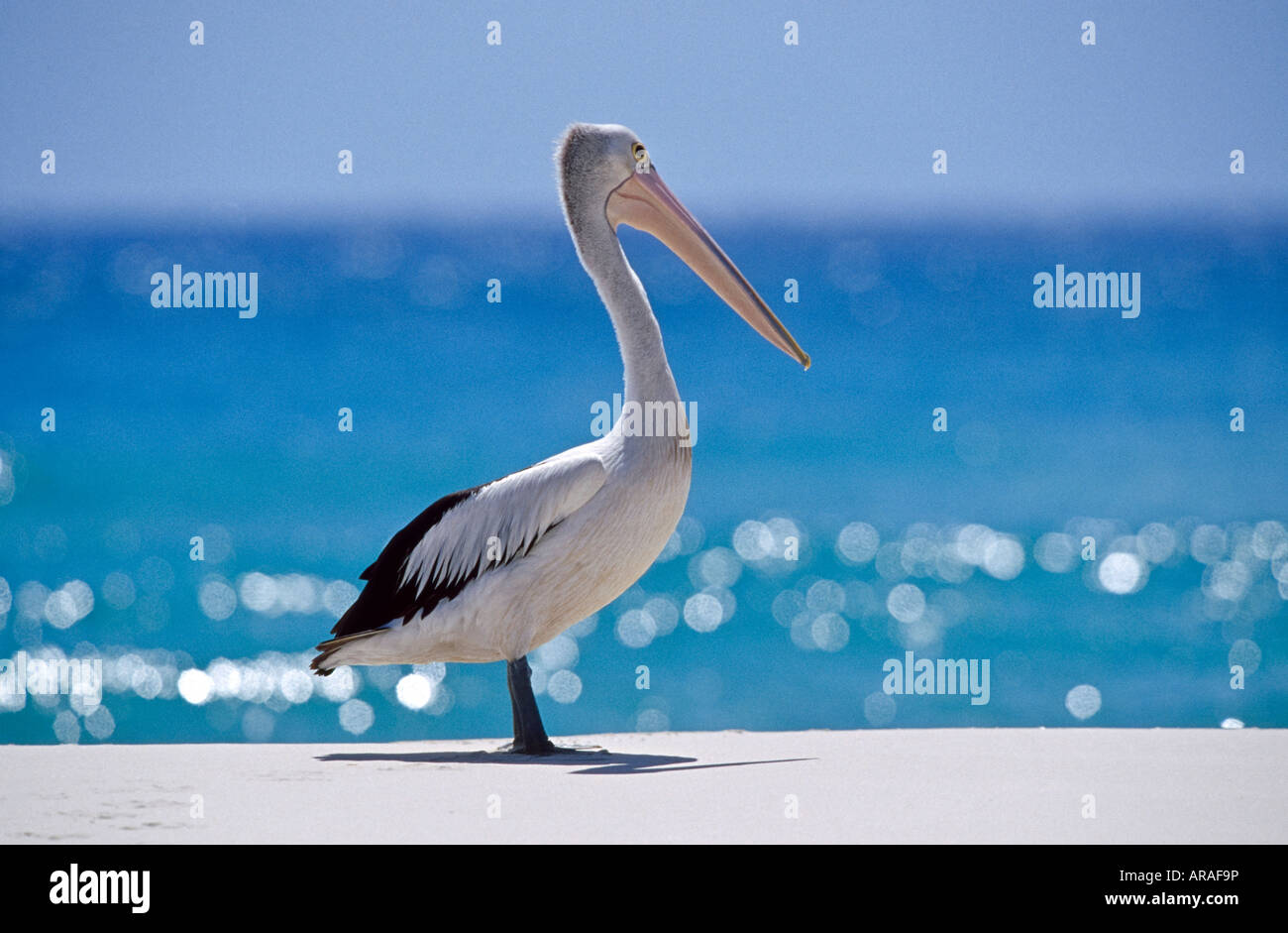 Moreton island wildlife hi-res stock photography and images - Alamy